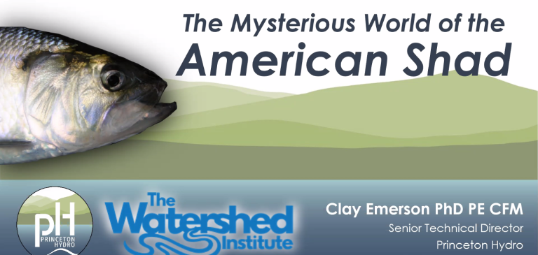 Restoring the habitat of the American Shad - Delaware Currents