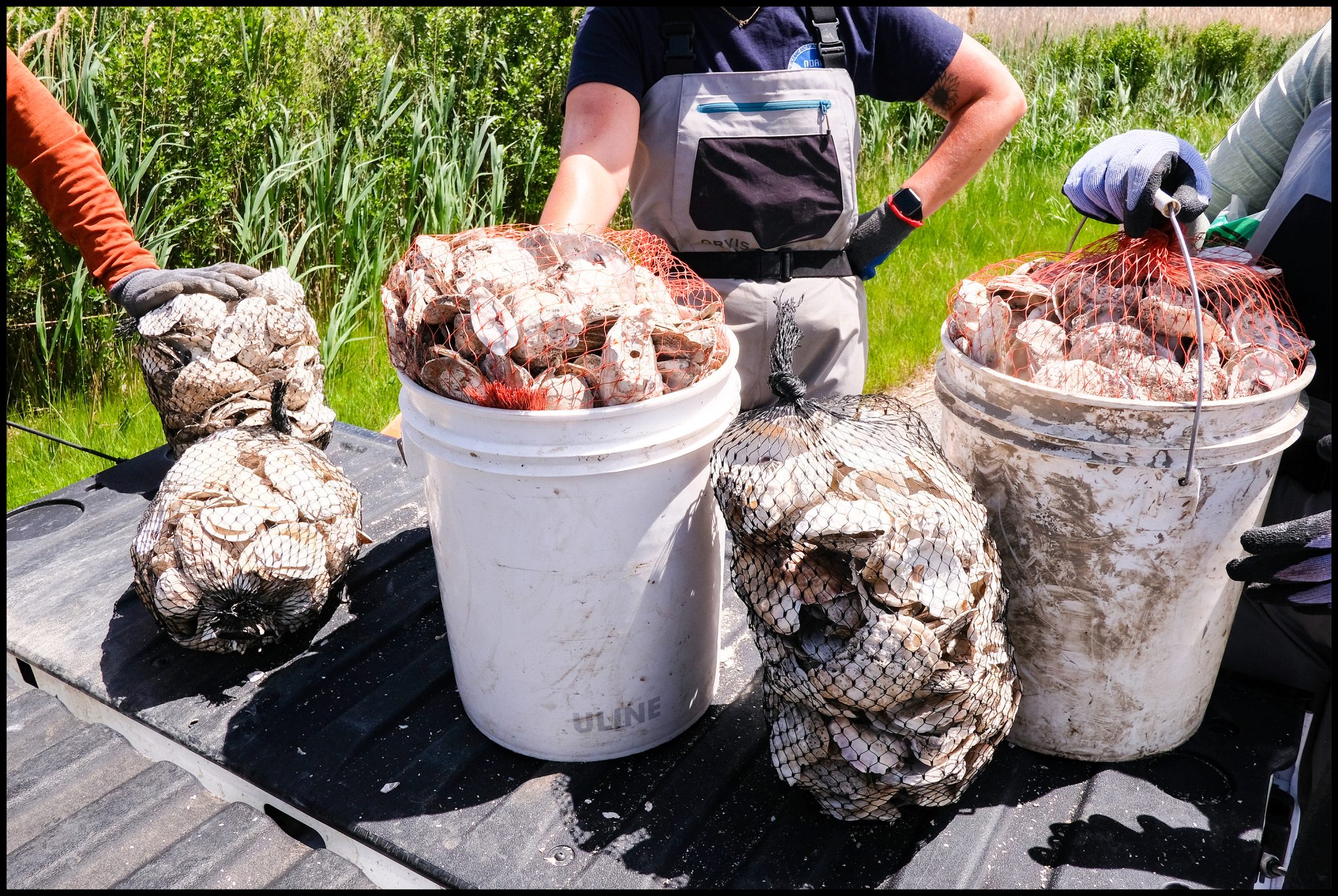 How a nonprofit uses oysters to prevent shoreline erosion on the ...