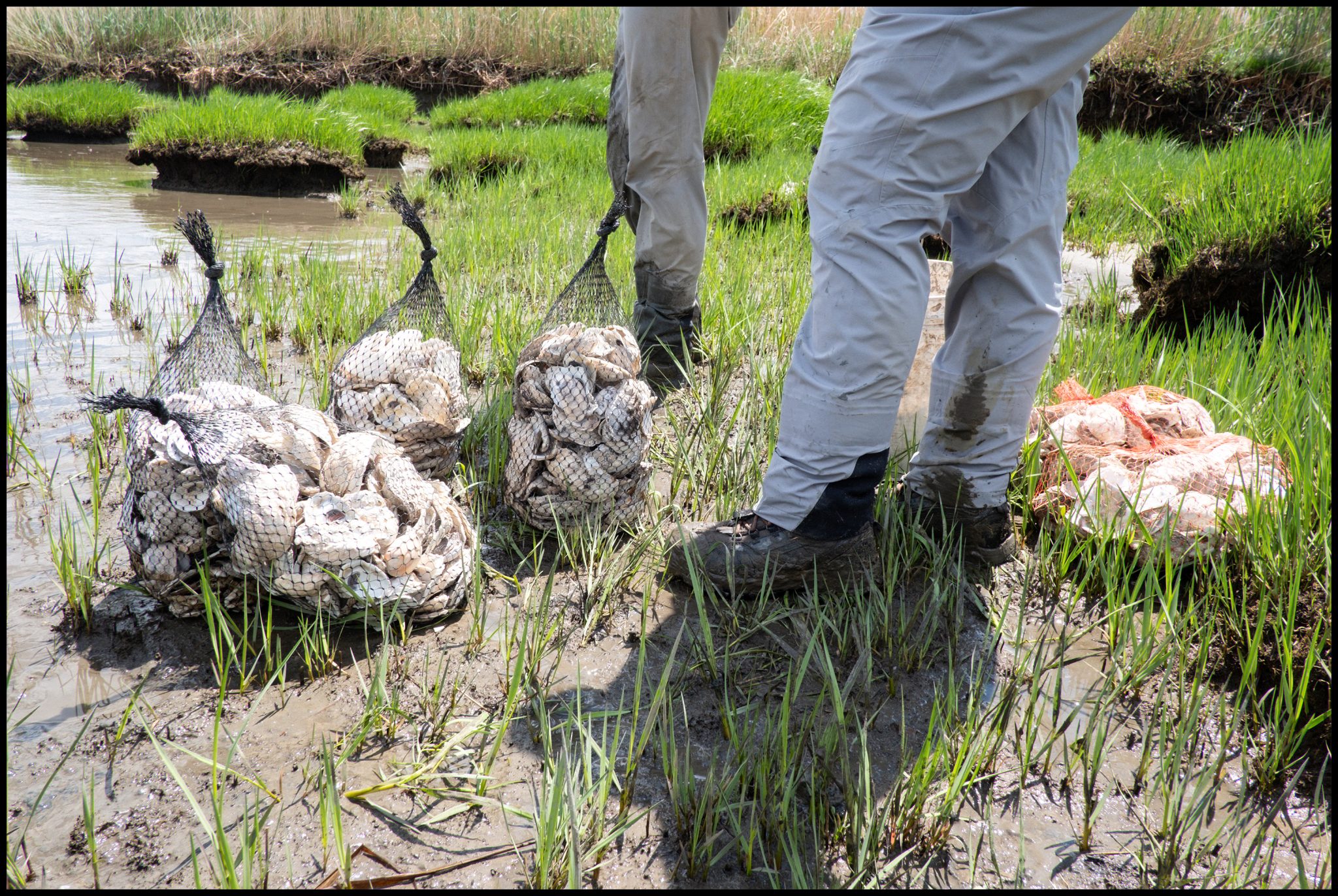 How a nonprofit uses oysters to prevent shoreline erosion on the ...
