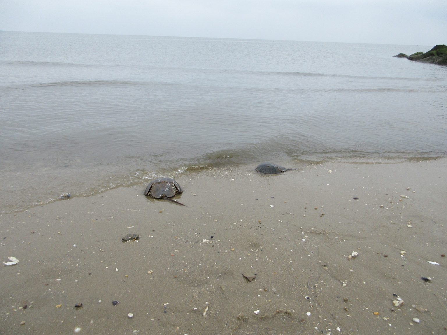 Annual spring horseshoe crab migration celebrated at ‘Sunset on the Bay ...