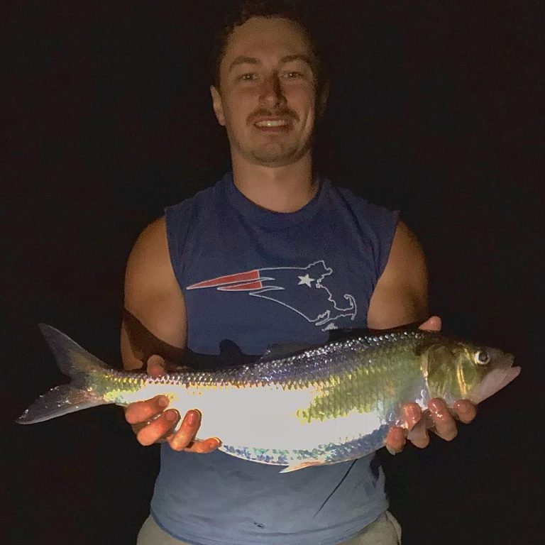 Shad in the Delaware face a problematic future - Delaware Currents